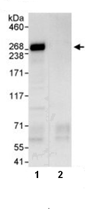 Anti-CIT antibody (ab86782) | Abcam