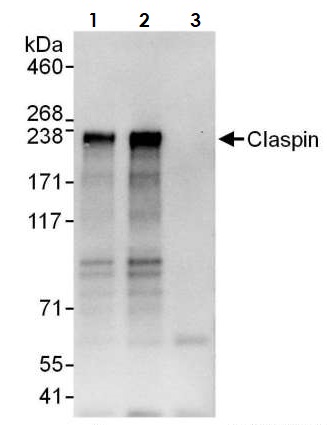 Anti-Claspin antibody (ab3721) | Abcam