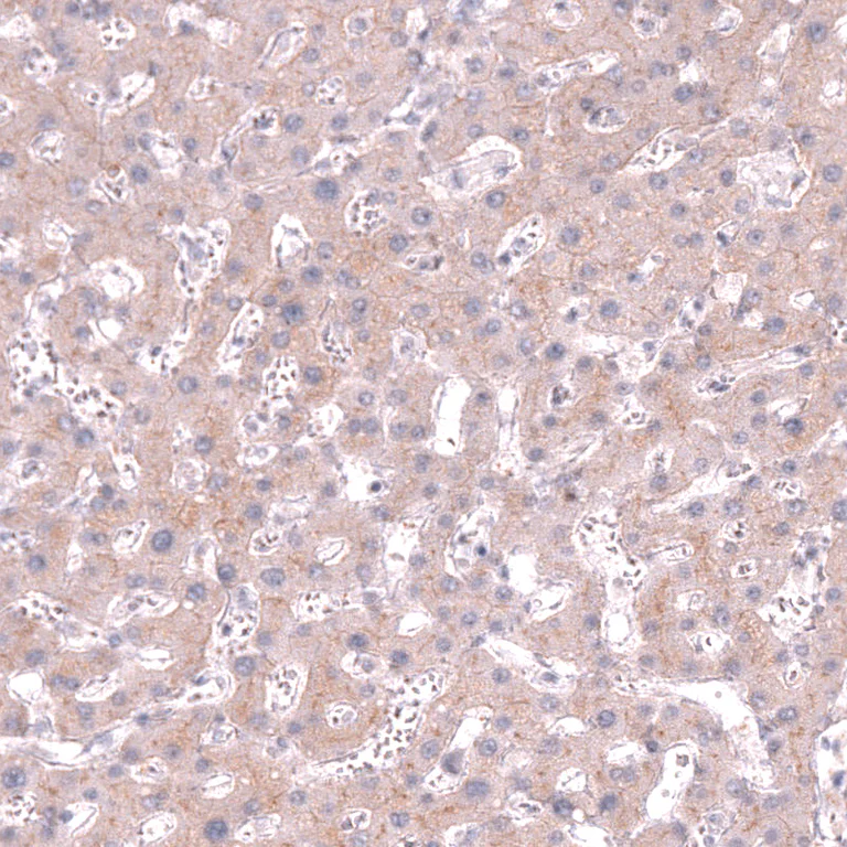 Anti-CLEC10A Antibody [CL15523] (ab327164) | Abcam中文官网