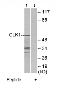 Anti-CLK1 antibody (ab74044) | Abcam