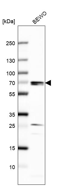 Anti-CLK2 antibody (ab188141) | Abcam