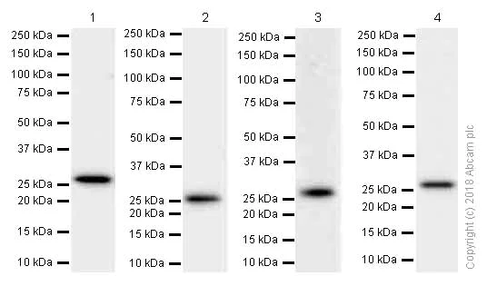 Anti-CLPP antibody [EPR7133] Rabbit monoclonal (ab124822) | Abcam