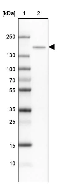 Anti-CNTNAP4 antibody (ab254945) | Abcam