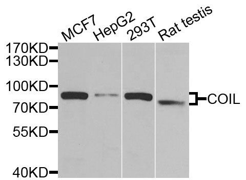 Anti-Coilin antibody (ab210785) | Abcam
