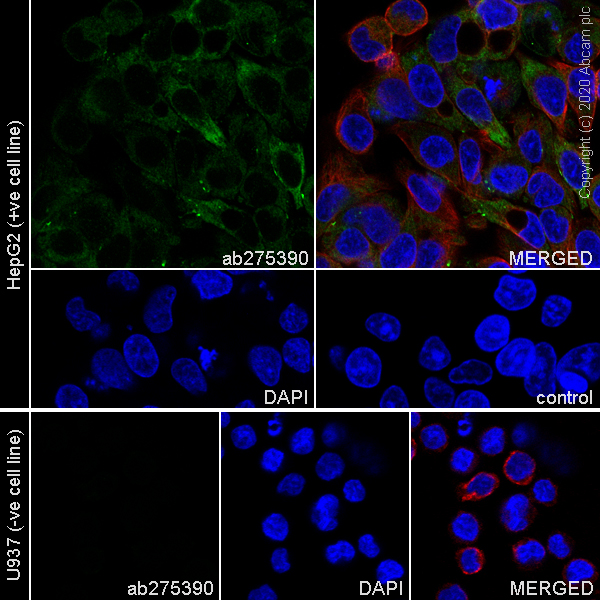 Anti-COL18A1 antibody [EPR23481-240] (ab275390) | Abcam