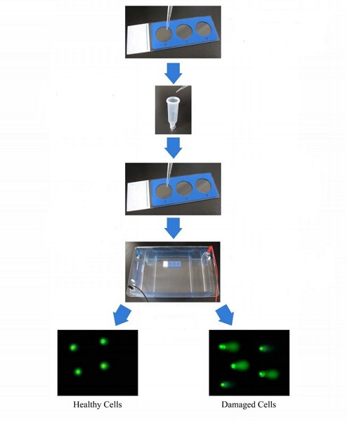 Comet Assay Kit (3-well slides) (ab238544) | Abcam