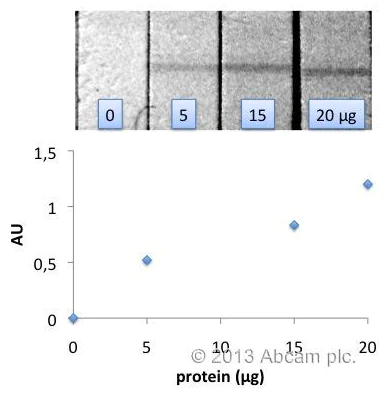 Complex I Enzyme Activity Dipstick Assay Kit (ab109720) | Abcam