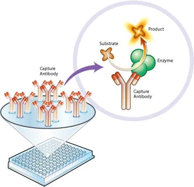 Complex IV Activity Assay Kit (Human) (ab109909) | Abcam