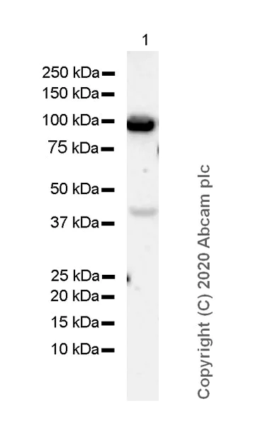 Anti-Connexin 32 / GJB1 antibody [2A] (ab78052) | Abcam
