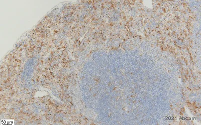 Anti-connexin 43/GJA1 antibody - intercellular junction marker (ab11370 ...