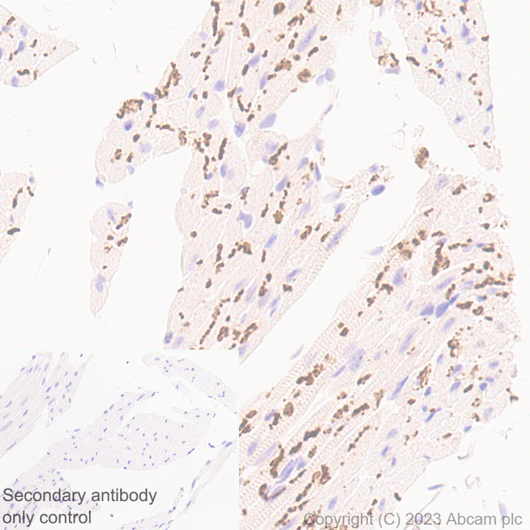 Anti-Connexin 43 / GJA1 antibody [RM1071] - Intercellular Junction ...