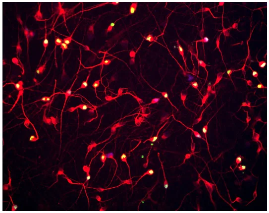 Cortical Glutamatergic Neurons - Human iPSC-derived cell (Male, WC-30 ...