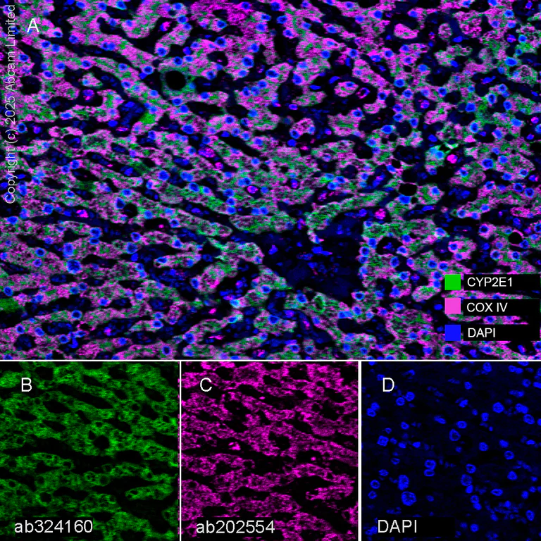 COX IV抗体[EPR9442(ABC)] - Mitochondrial Loading Control (ab202554 ...