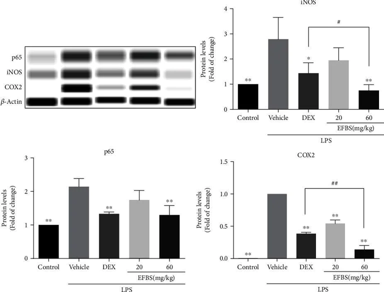 COX2/cyclooxygenase 2 antibody [EPR12012] - recombinant (ab179800) | Abcam