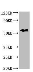 Anti-CPNE3 antibody (ab236606) | Abcam