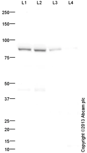 Anti-CPT1B antibody (ab134988) | Abcam
