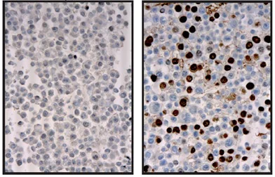 Anti-Cre recombinase antibody (ab216262) | Abcam