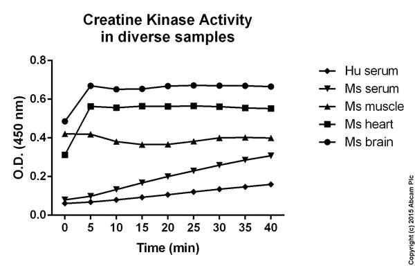 Creatine Kinase Activity Assay Kit (Colorimetric) (ab155901) | Abcam