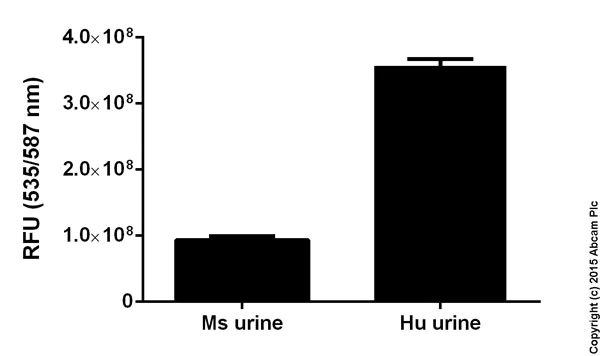 Creatinine Assay Kit (ab65340/K625-100) | アブカム