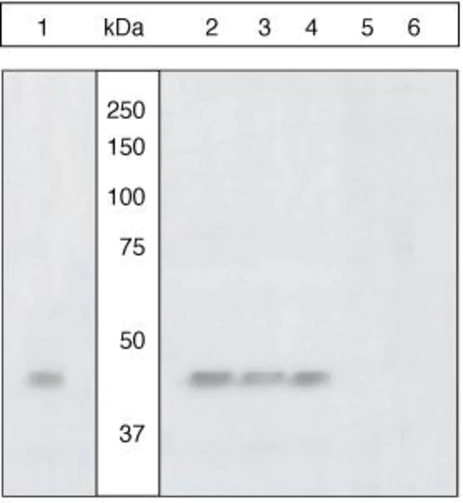 Anti-CREB (phospho S129 + S133) antibody (ab10564) | Abcam