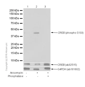 Anti-CREB (phospho S133) antibody [E113] - recombinant (ab32096) | Abcam