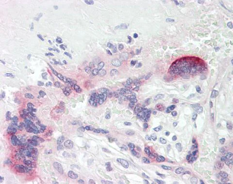 Anti-CRF antibody (ab226911) | Abcam