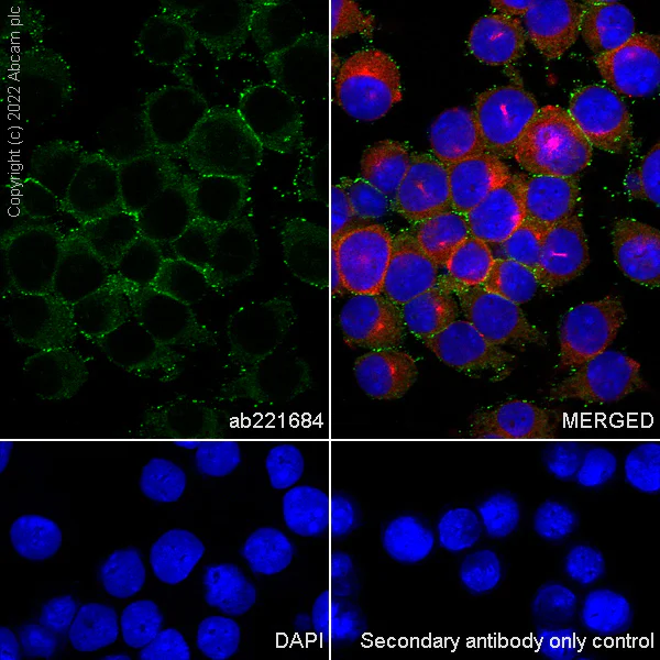 Anti-CSF-1-R antibody [EPR21885-161] - BSA and Azide free (ab234525 ...