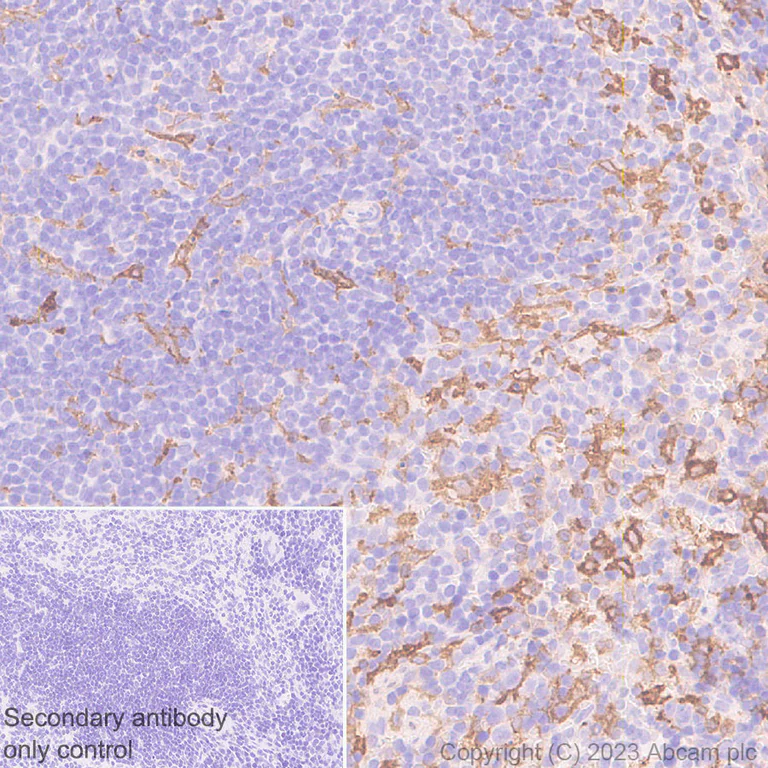 Anti-CSF-1-R antibody [RM2042] (ab315490) | Abcam