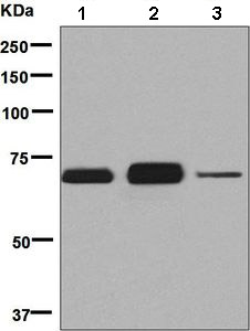 Anti-CSTF2T antibody [EPR8924] (ab138486) | Abcam
