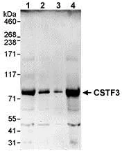 Anti-CSTF3 antibody (ab72299) | Abcam