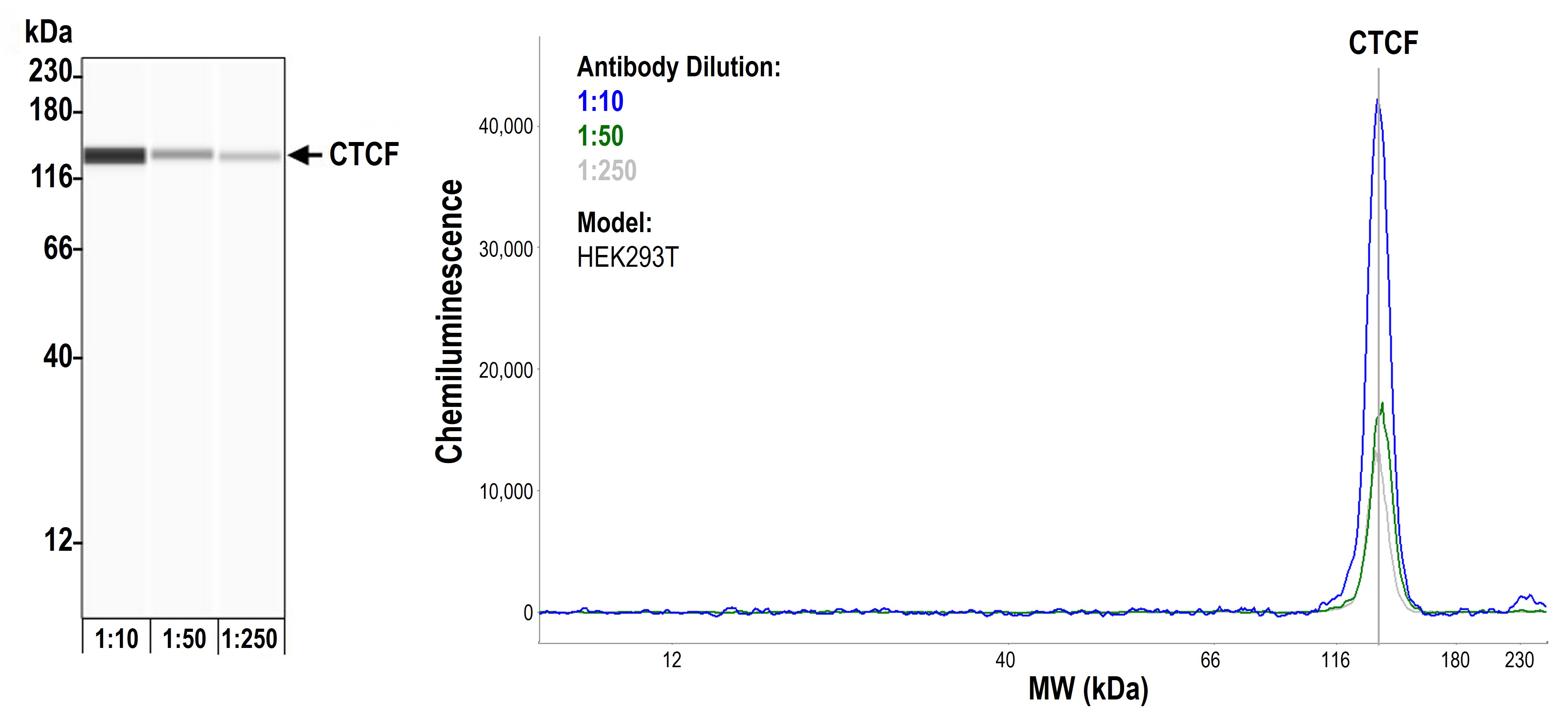 Anti-CTCF antibody [BLR041F] (ab243897) | Abcam