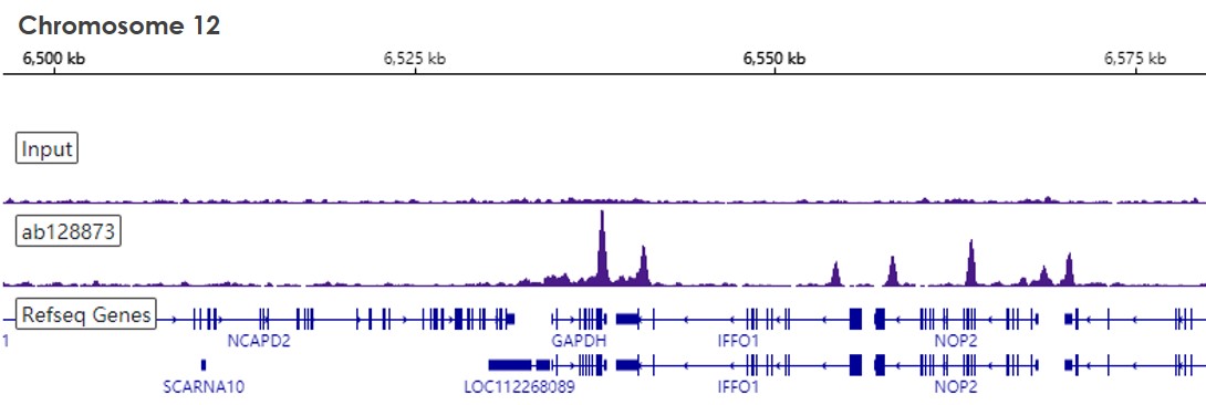 Anti-CTCF antibody [EPR7314(B)] - ChIP Grade (ab128873) | Abcam