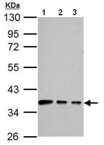 Anti-Cx40/GJA5 antibody (ab183648) | Abcam