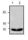 Anti-CXCL1/GRO alpha antibody (ab86436) | Abcam