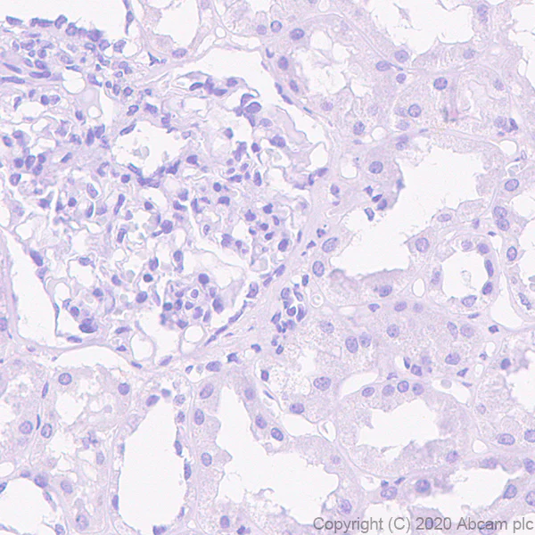 Anti-CXCL13 antibody [EPR23400-92] - BSA and Azide free (ab270408) | Abcam