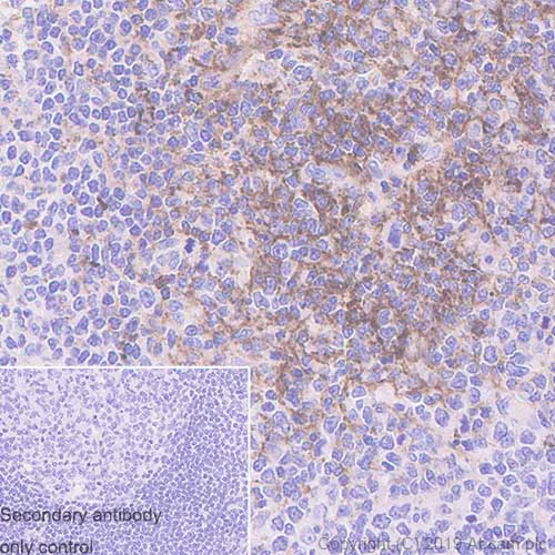 Anti-CXCL13 antibody [EPR23400-92] - BSA and Azide free (ab270408) | Abcam