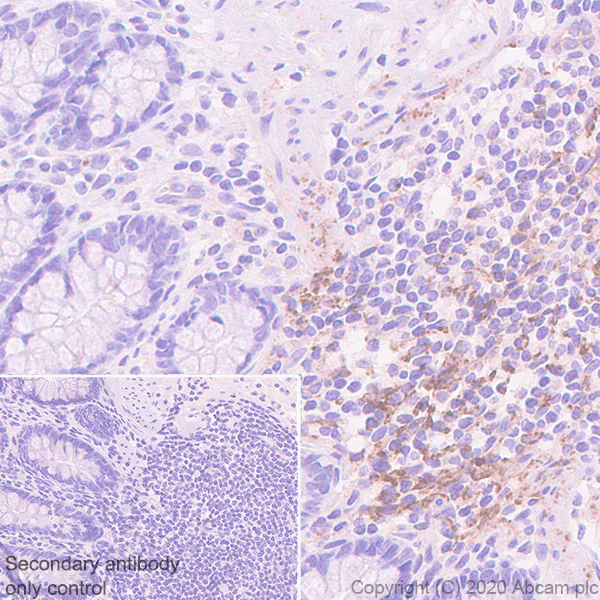 Anti-CXCL13 antibody [EPR23400-92] - BSA and Azide free (ab270408) | Abcam