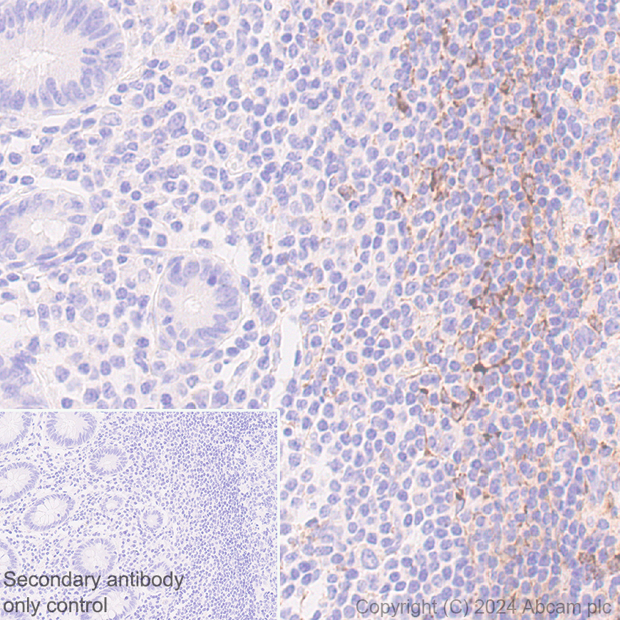 Anti-CXCL13 antibody [RM1170] - BSA and Azide free (ab317509) | Abcam