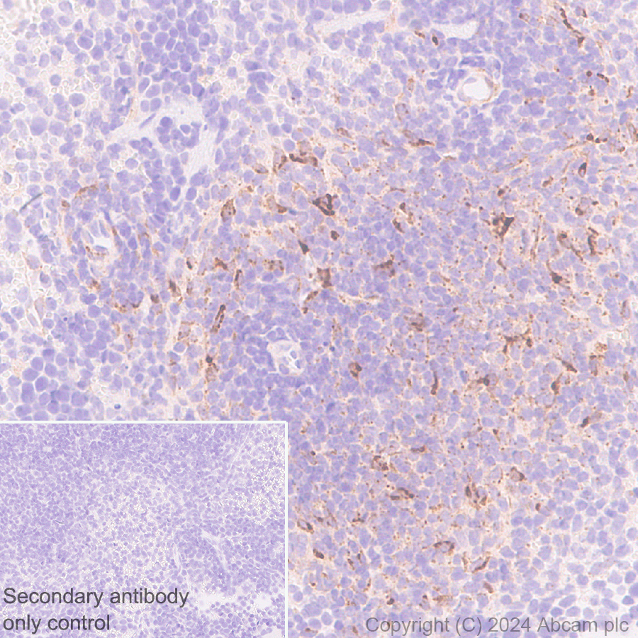 Anti-CXCL13 antibody [RM1170] - BSA and Azide free (ab317509) | Abcam