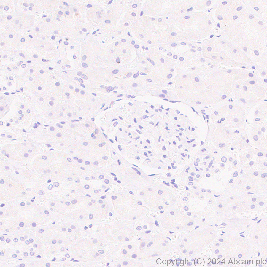Anti-CXCL13 antibody [RM1170] - BSA and Azide free (ab317509) | Abcam