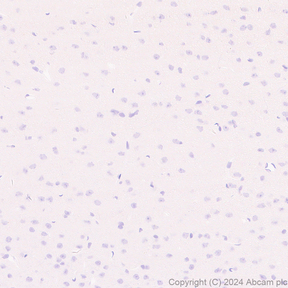 Anti-CXCL13 antibody [RM1170] - BSA and Azide free (ab317509) | Abcam