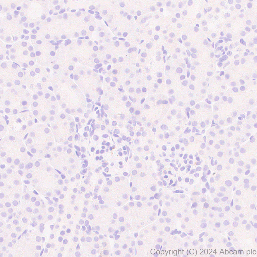 Anti-CXCL13 antibody [RM1170] - BSA and Azide free (ab317509) | Abcam