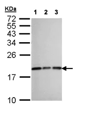 Anti-CXCL14 antibody (ab137541) | Abcam