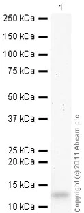 Anti-CXCL14 antibody (ab36622) | Abcam