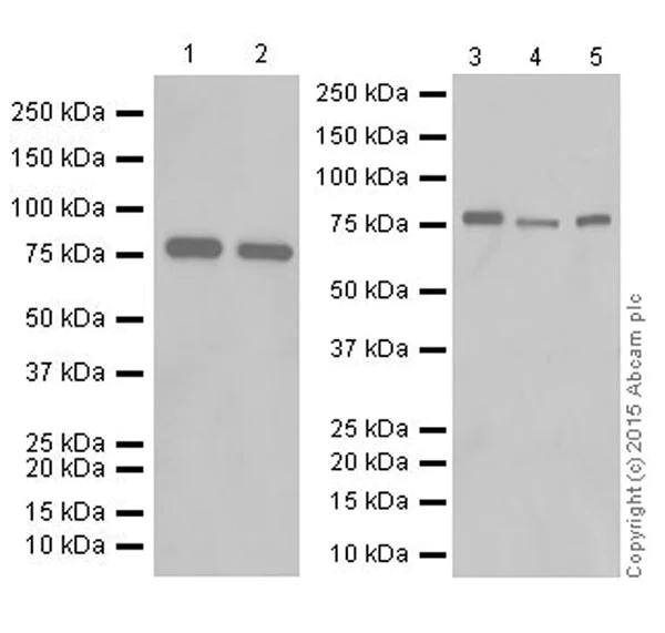 Anti-Cyclin T1 antibody [EPR17982] (ab184703) | Abcam