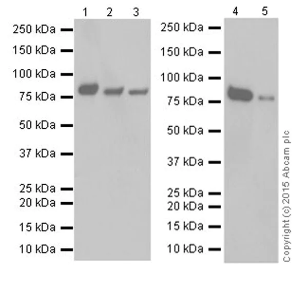 Cyclin T1抗体[EPR17982] (ab184703)| Abcam中文官网