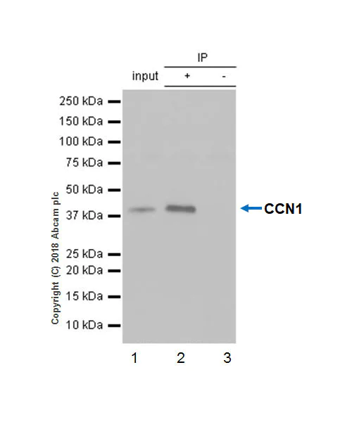 Anti-CYR61/CCN1 antibody [EPR20681] - BSA and Azide free (ab233097) | Abcam
