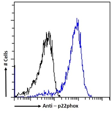 Anti-Cytochrome b245 Alpha Light Chain/p22-phox Antibody [CS9] - BSA ...