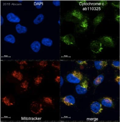 Anti-Cytochrome C antibody [37BA11] (ab110325) | Abcam