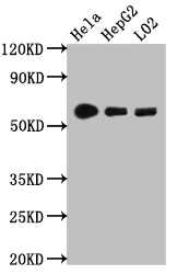 Anti-Cytochrome P450 1A2 antibody [8B2] (ab314171) | Abcam